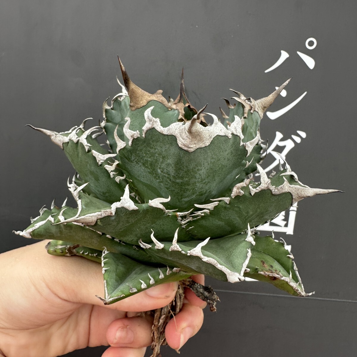 Yahoo!オークション - D77【パンダ園芸】アガベチタノタ 狂棘夕映 強棘