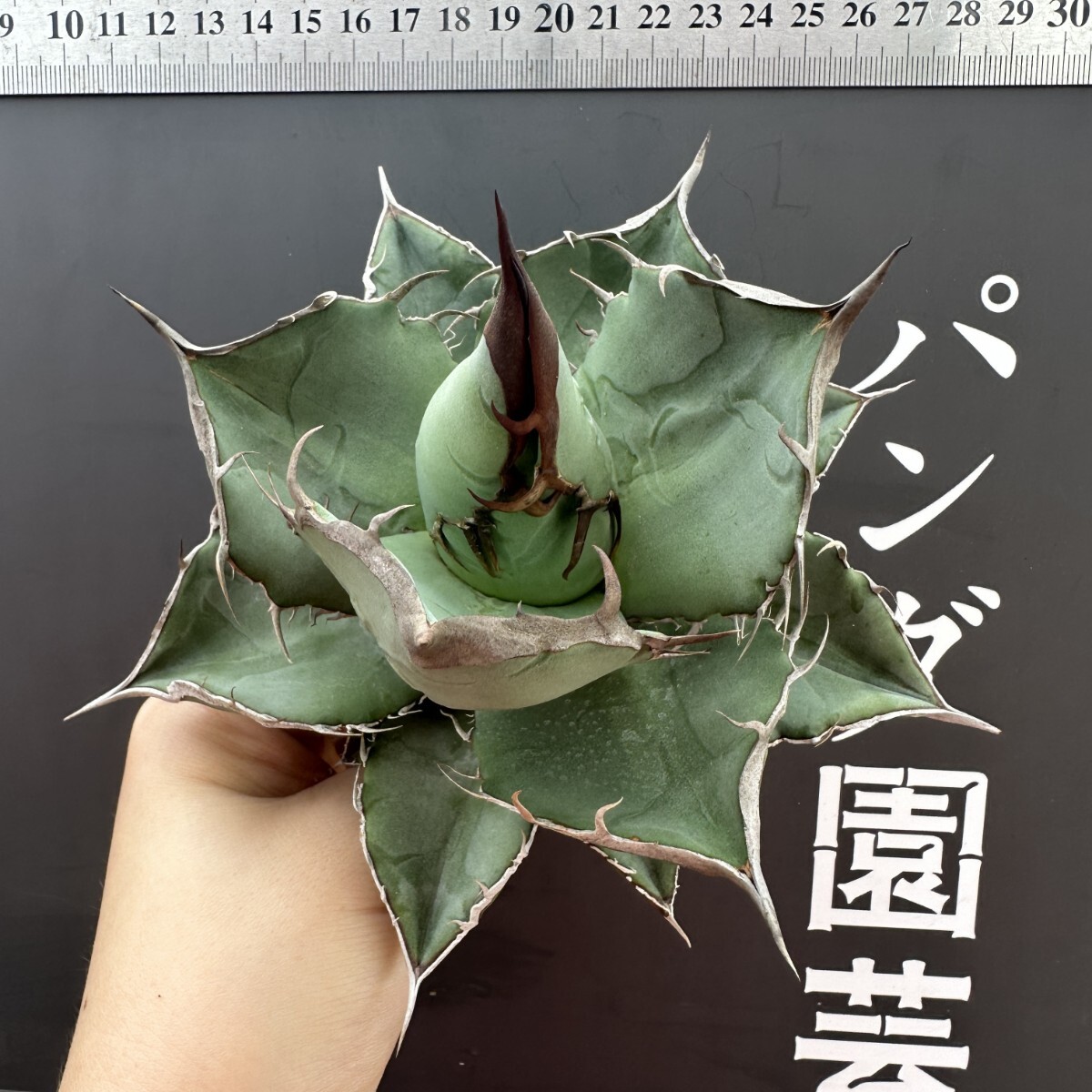 Yahoo!オークション - E76 【パンダ園芸】 特選 アガベ 多肉植物 チタ...