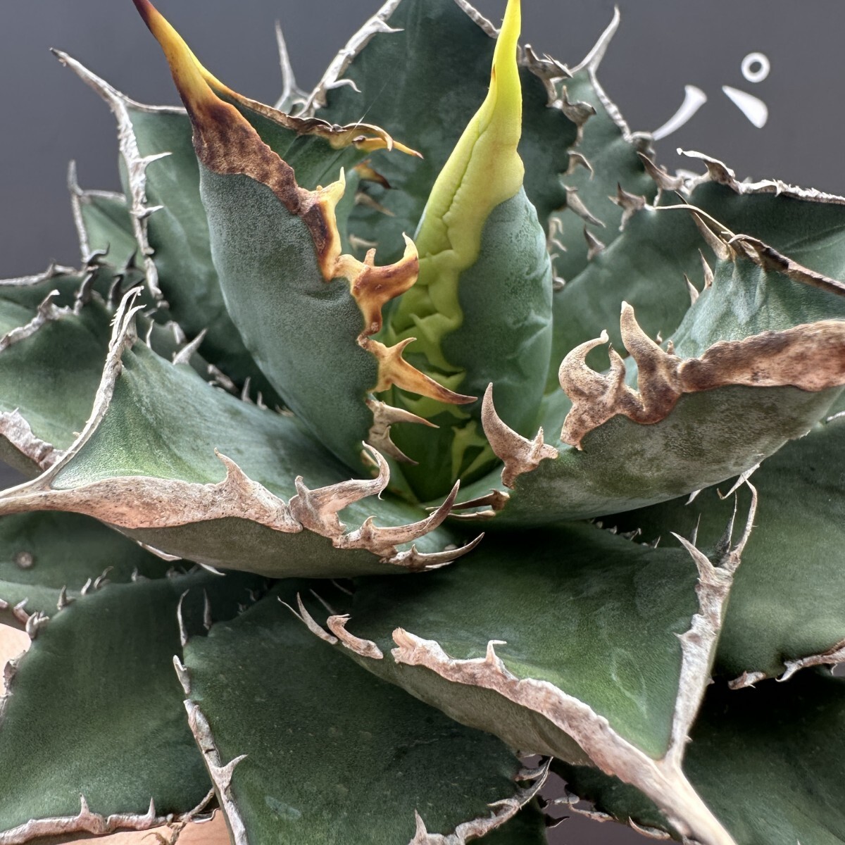 Yahoo!オークション - E77 【パンダ園芸】特選 アガベ 多肉植物 チタノ...