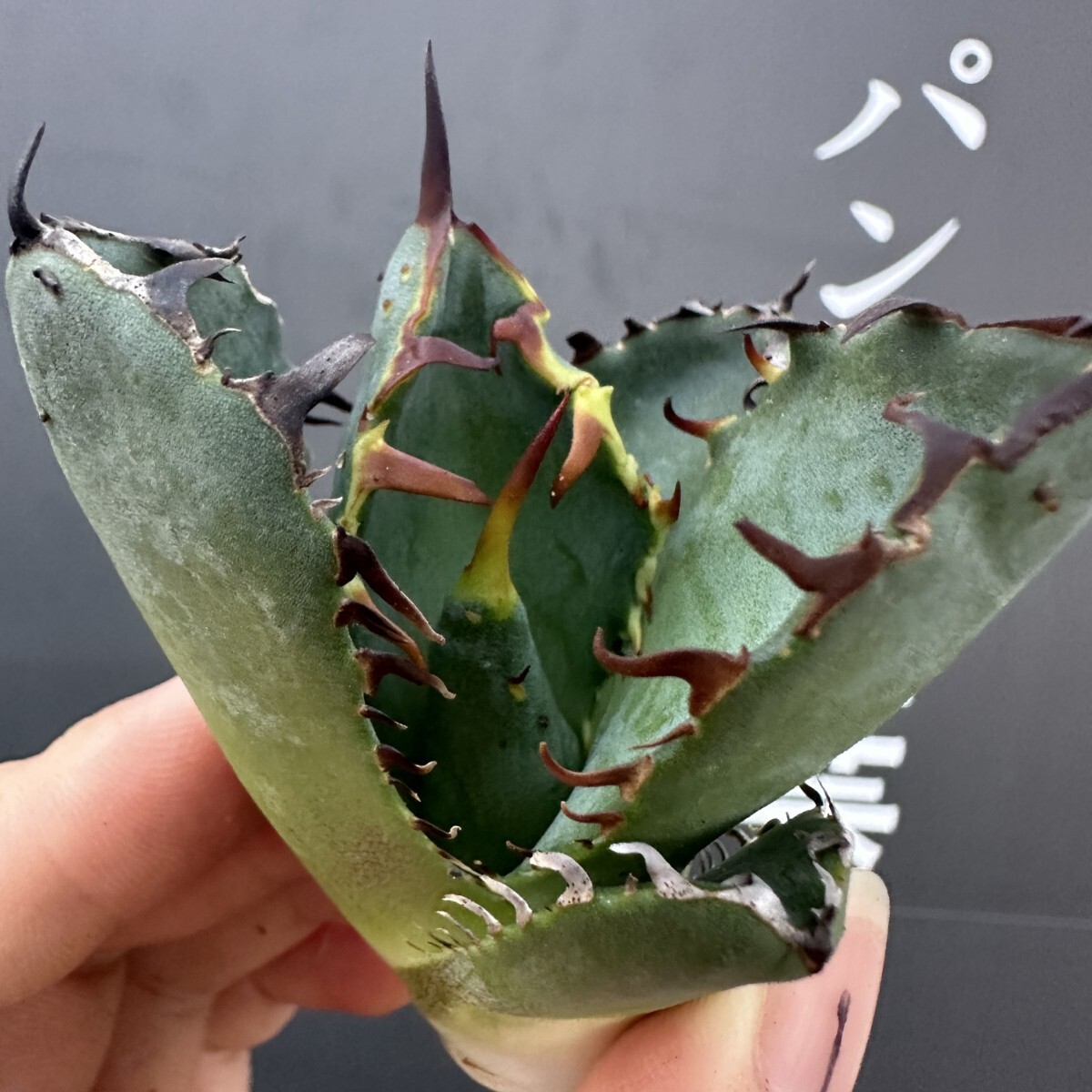 Yahoo!オークション - F9【パンダ園芸】「特選」アガベ チタノタ ブツ...