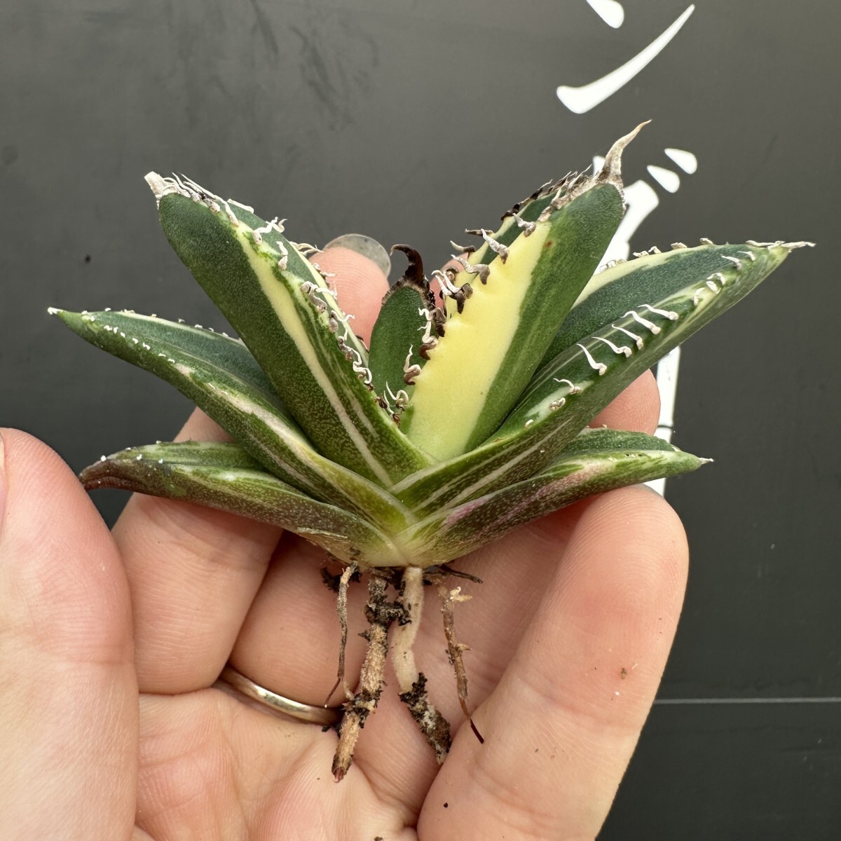 Yahoo!オークション - G71【パンダ園芸】アガベ チタノタ南アフリカダ...