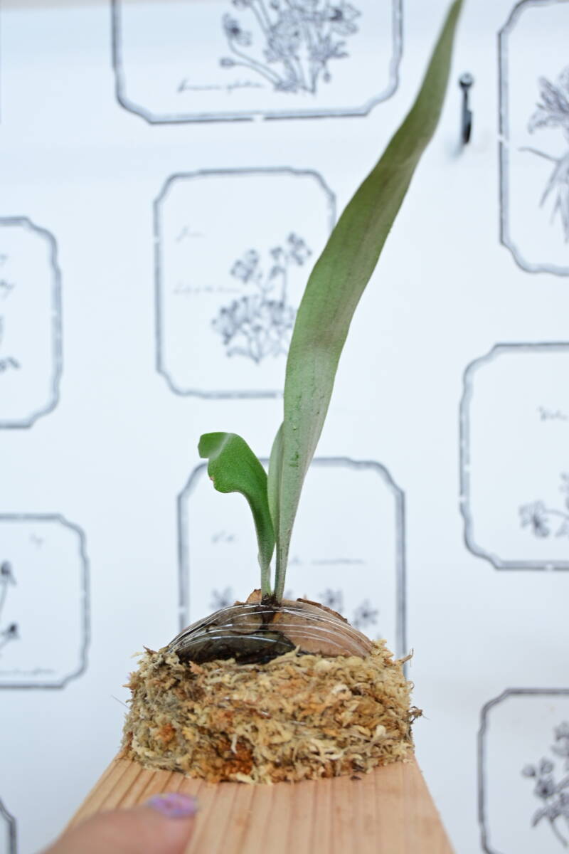 Yahoo!オークション - P.cosmo OC 在庫僅か ＠ビカ森wife コスモ 板付...