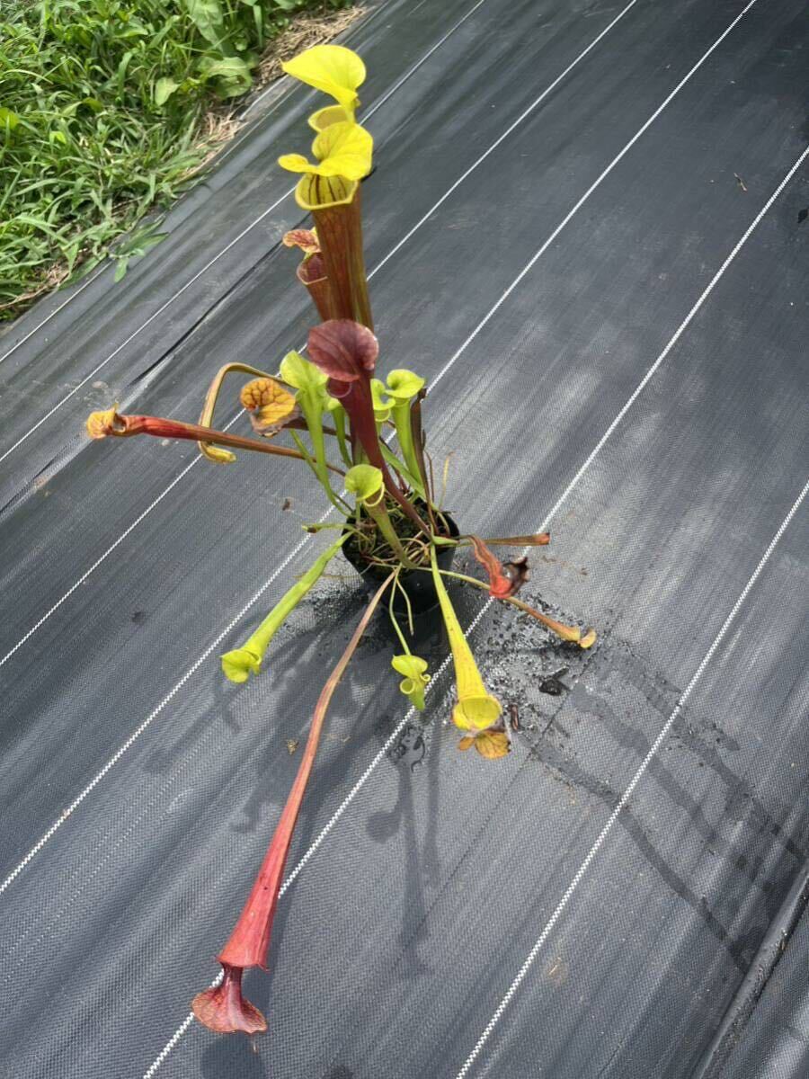 Yahoo!オークション - Sarracenia Hybrid サラセニア No7