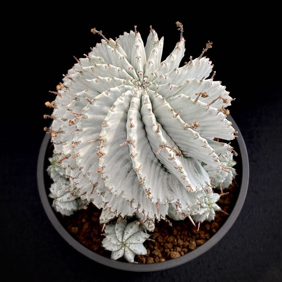 Yahoo!オークション - σ ユーフォルビア 関上白太ホリダ ♂3号 Euphor...