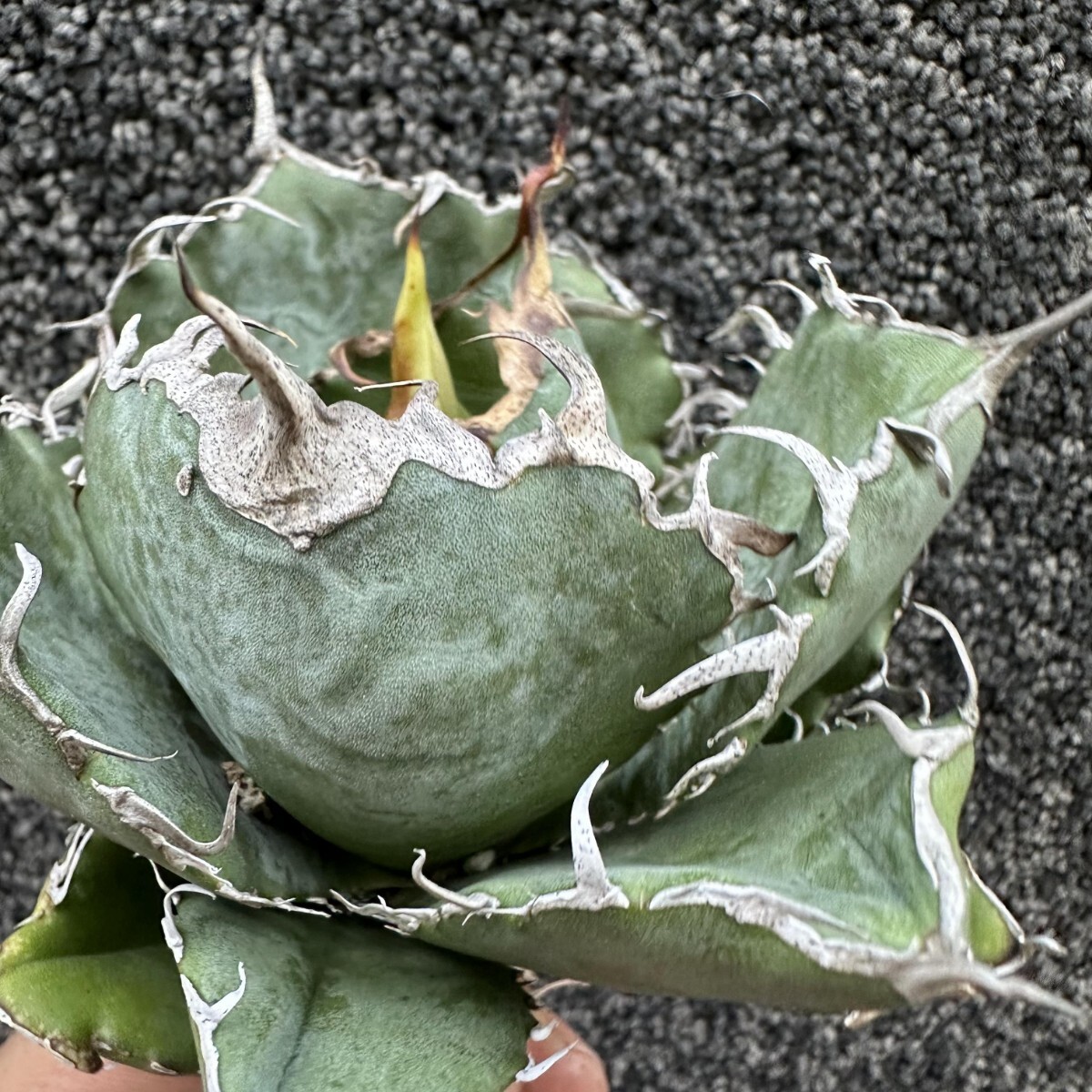 Yahoo!オークション - R68【鶴風園】 特選 アガベ 多肉植物 チタノタ ...