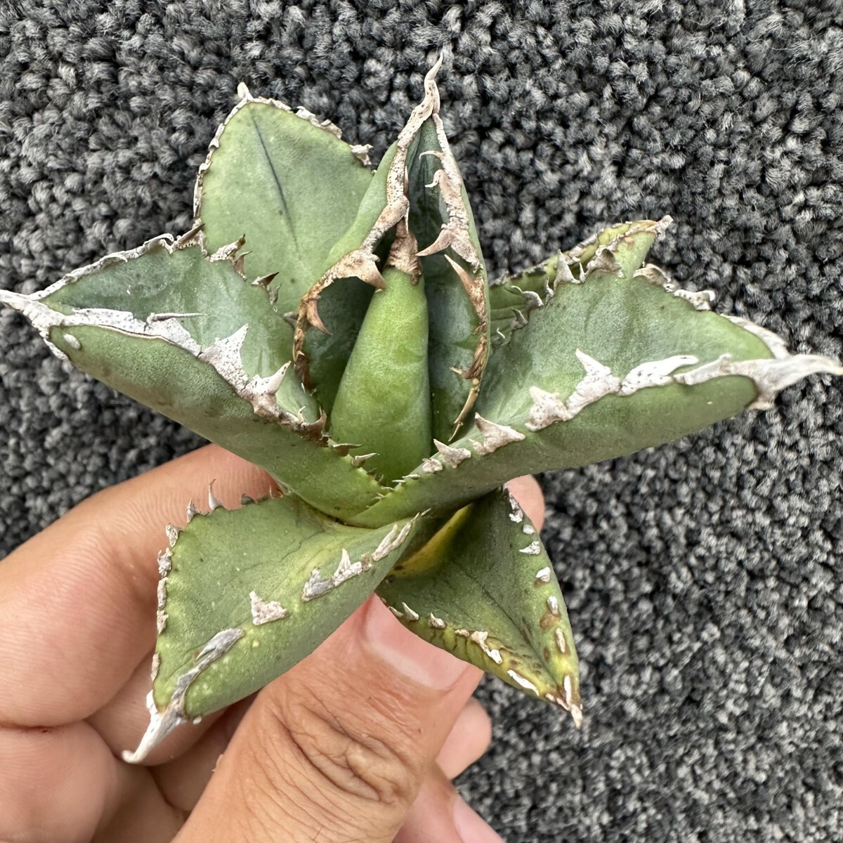 Yahoo!オークション - T44 【鶴風園】特選 アガベ 多肉植物 チタノタ ...