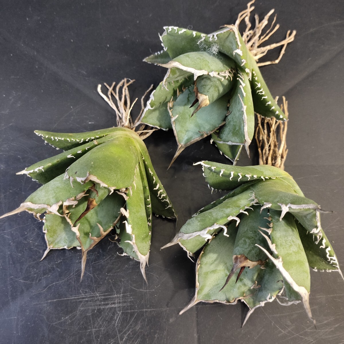 Yahoo!オークション - 【農夫植物】F512 アガベ チタノタ 阿修羅 優良...