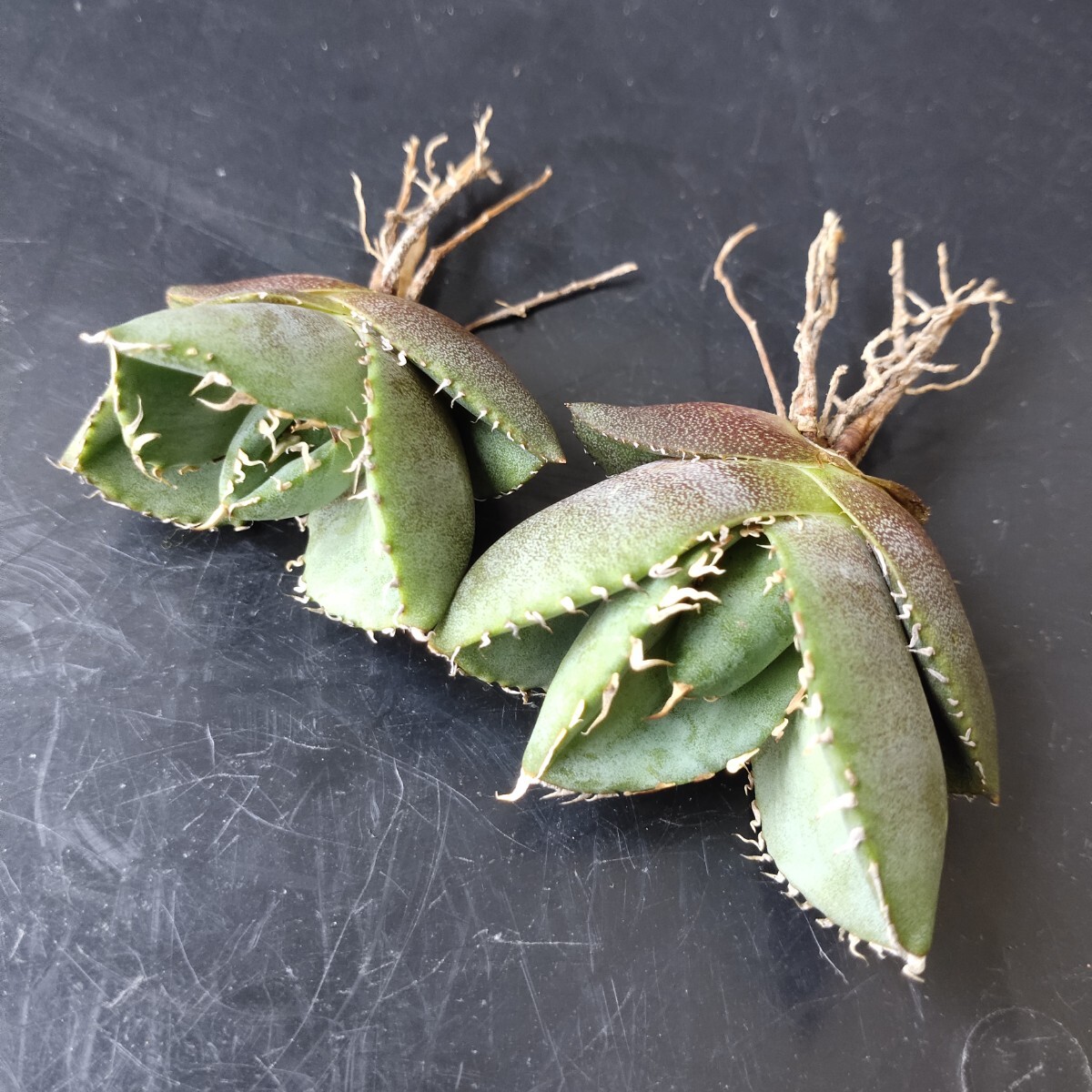 Yahoo!オークション - 【農夫植物】F266 アガベ チタノタ 達磨 優良血...