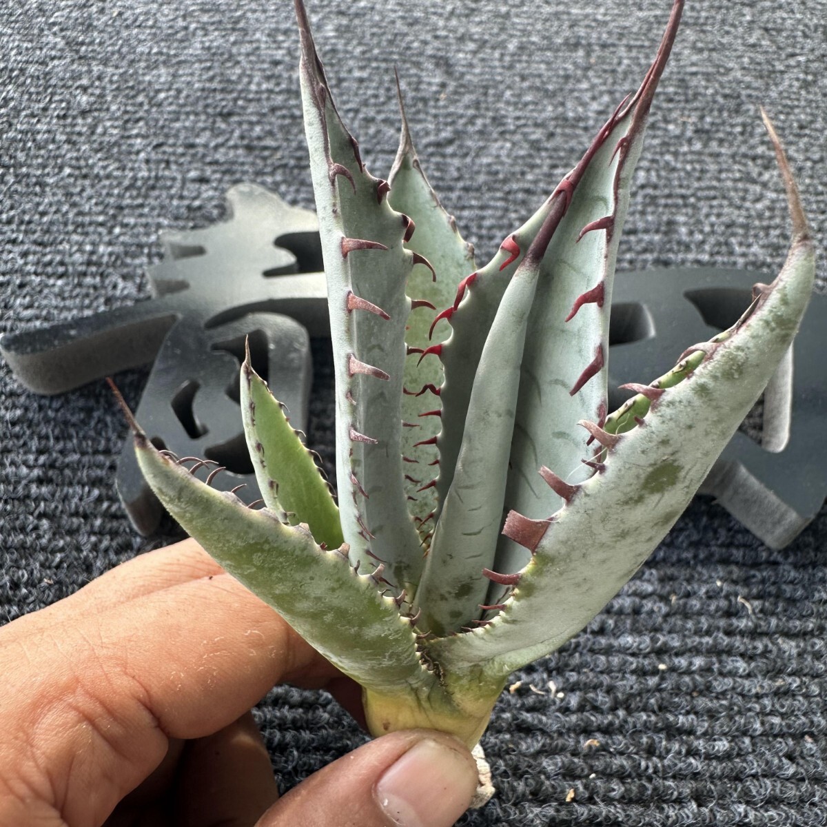 Yahoo!オークション - 【青田園芸】AF22アガべ 多肉植物 屈原の舞扇 連...