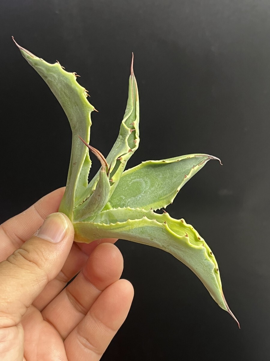 Yahoo!オークション - No E47多肉植物 アガベ Agave ovatifolia Orca ...