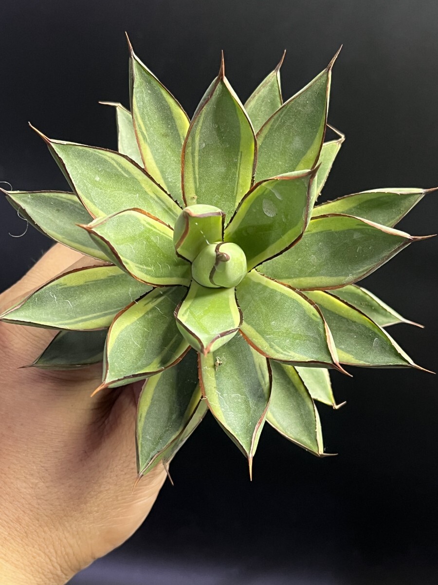 Yahoo!オークション - No F48多肉植物 アガベ バーントバーガンディ錦 ...