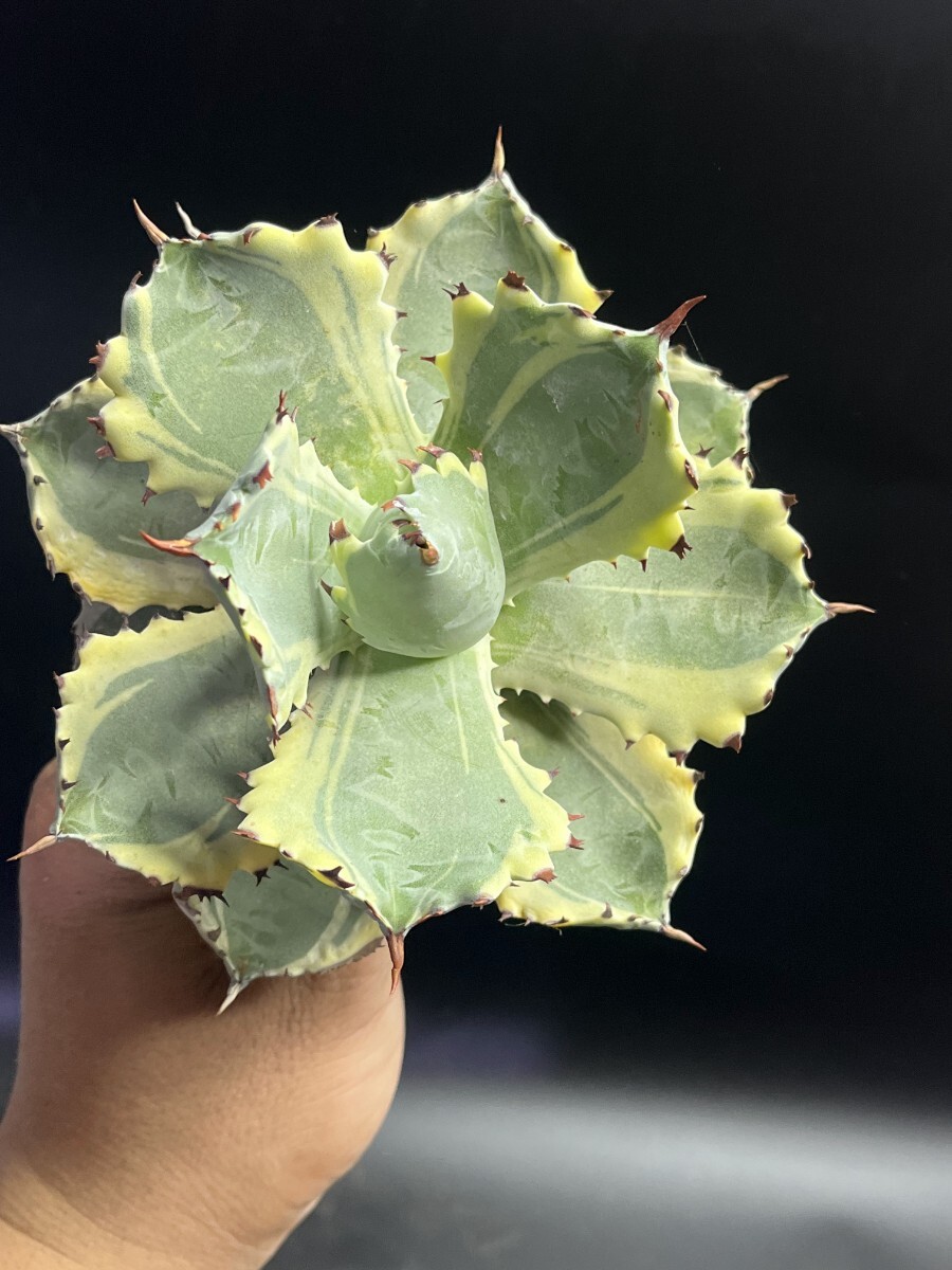 Yahoo!オークション - No F53特選 アガベ 多肉植物 王妃甲蟹錦 強棘 極...