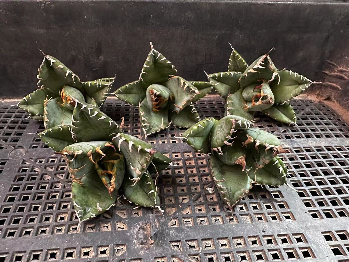 Yahoo!オークション - D73【瀧將plant】多肉植物アガベ チタノタ 魔丸 ...