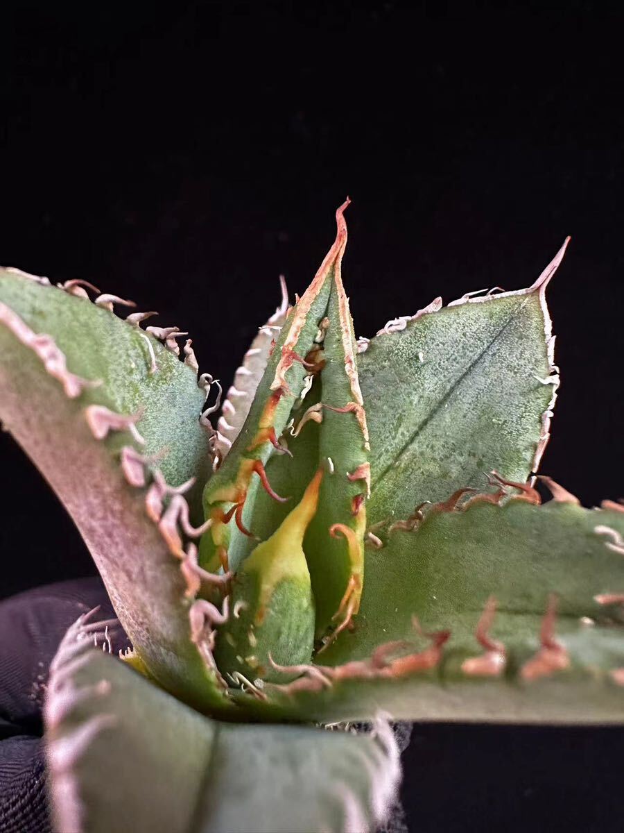 Yahoo!オークション - D46【瀧將plant】多肉植物 アガベ チタノタ 鰐亀...