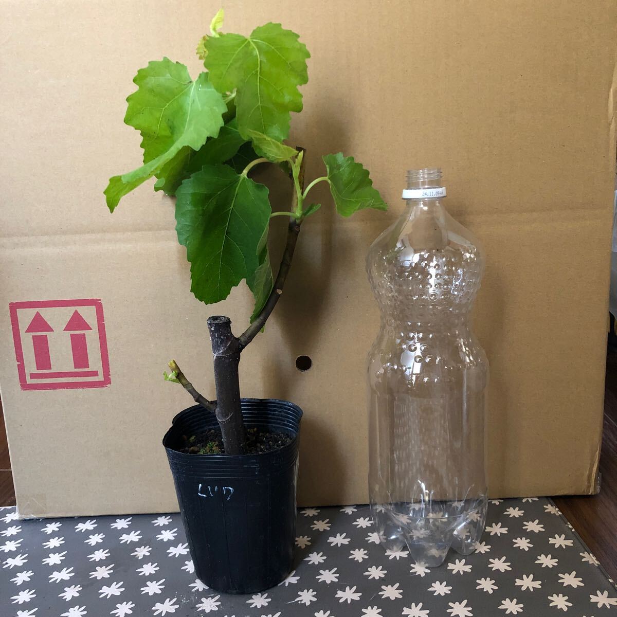 Yahoo!オークション - LV7 イチジク苗木