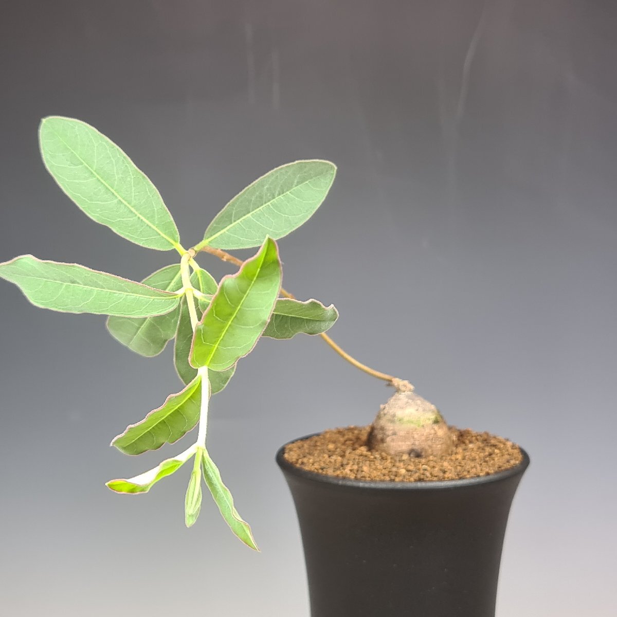 Yahoo!オークション - ラフィオナクメ・aff.グロボーサ Mpika Zambia 9...