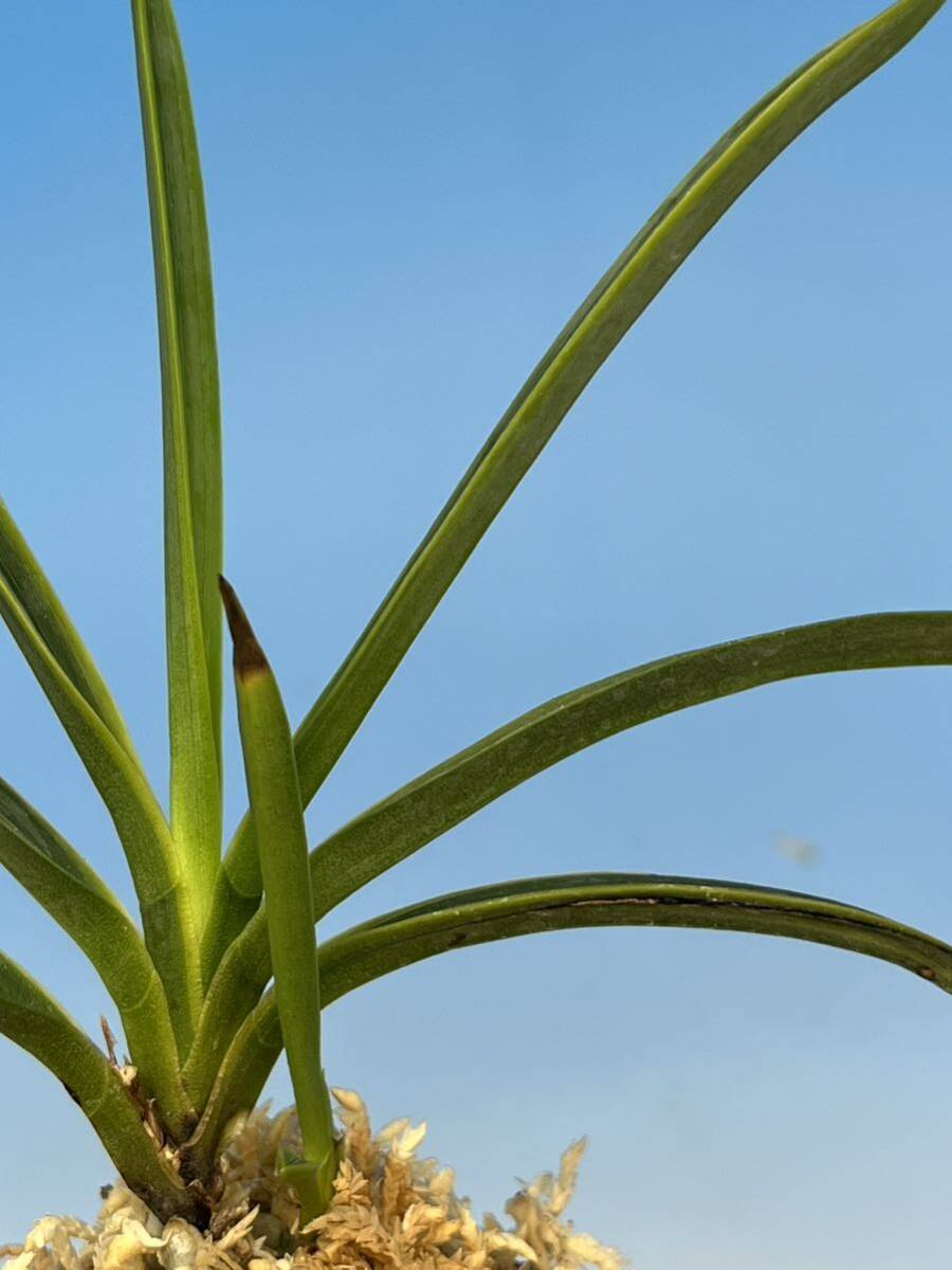 Yahoo!オークション - 富貴蘭 建国覆輪