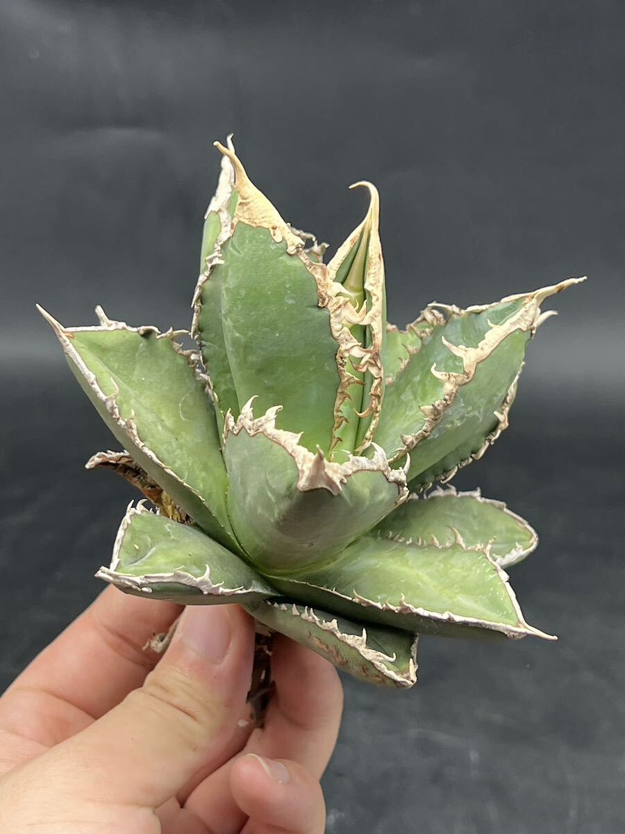 Yahoo!オークション - 026-3【輝泊園】特選 アガベ 多肉植物 チタノタ ...