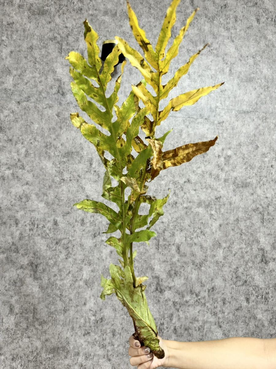 B66 Drynaria quercifolia Wild ドリナリア クエルシフォリア ワイルド PLANET ビカクシダ(ビカクシダ、コウモリラン)｜売買されたオークション情報、yahoo ...