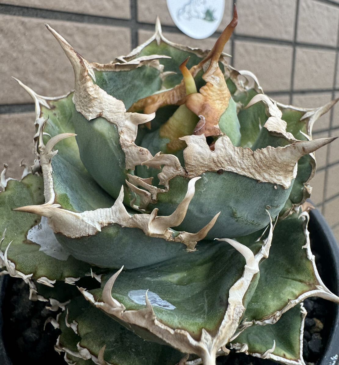 アガベ “CJ 11”直子株 レアブルー個体 ちょいぶつ血統 台湾産 オテロイ チタノタ チルプラ Chill__Plants(アガベ)｜売買されたオークション情報、yahooの商品情報を ...