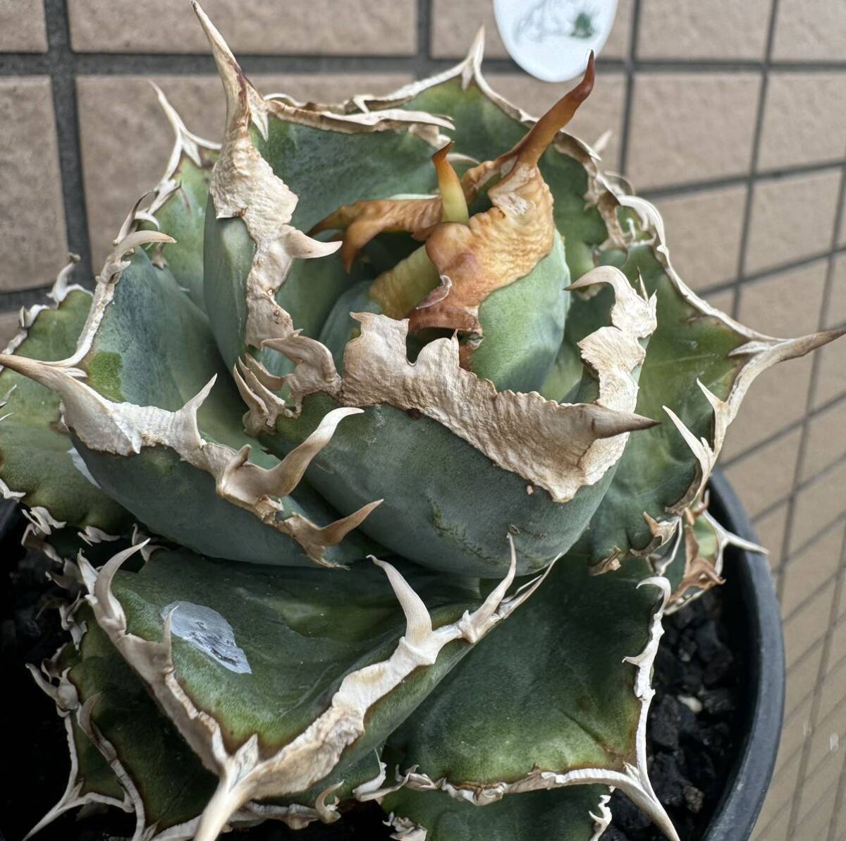 アガベ “CJ 11”直子株 レアブルー個体 ちょいぶつ血統 台湾産 オテロイ チタノタ チルプラ Chill__Plants(アガベ)｜売買されたオークション情報、yahooの商品情報を ...