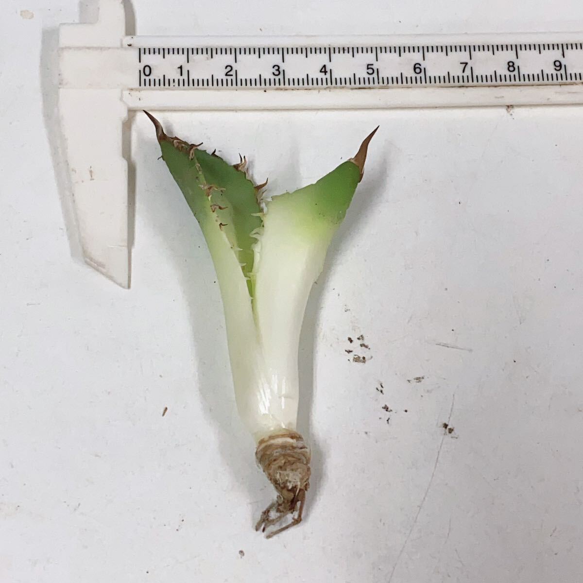 Yahoo!オークション - 950.Agave アガベ チタノタ白鯨小苗