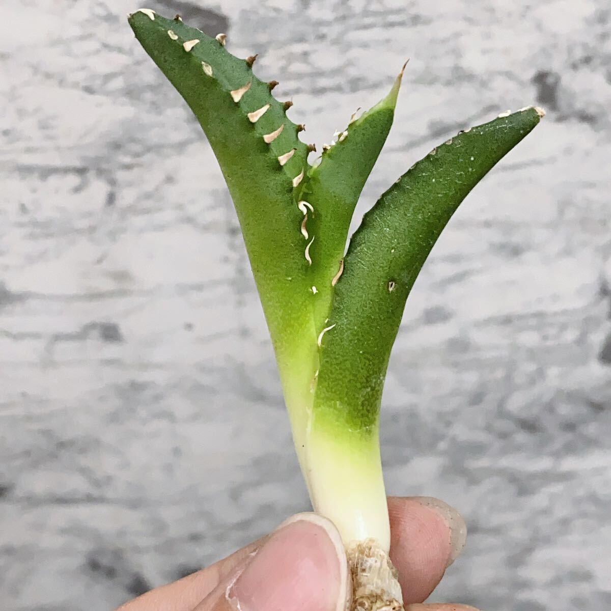 Yahoo!オークション - 2064.アガベチタノタ白鯨子株強棘