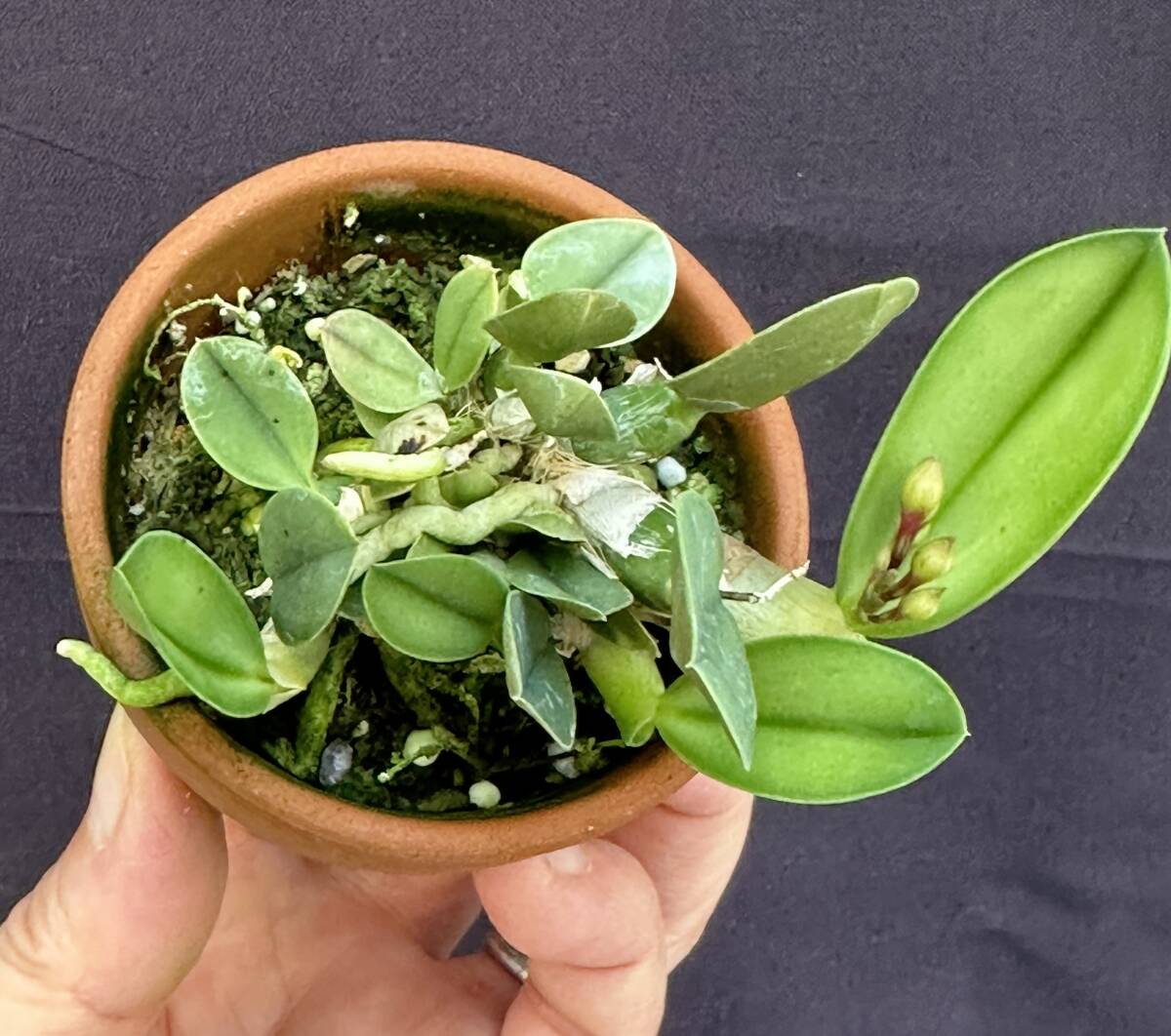 Yahoo!オークション - 洋蘭原種 カトレア C (S) cerunua x sib