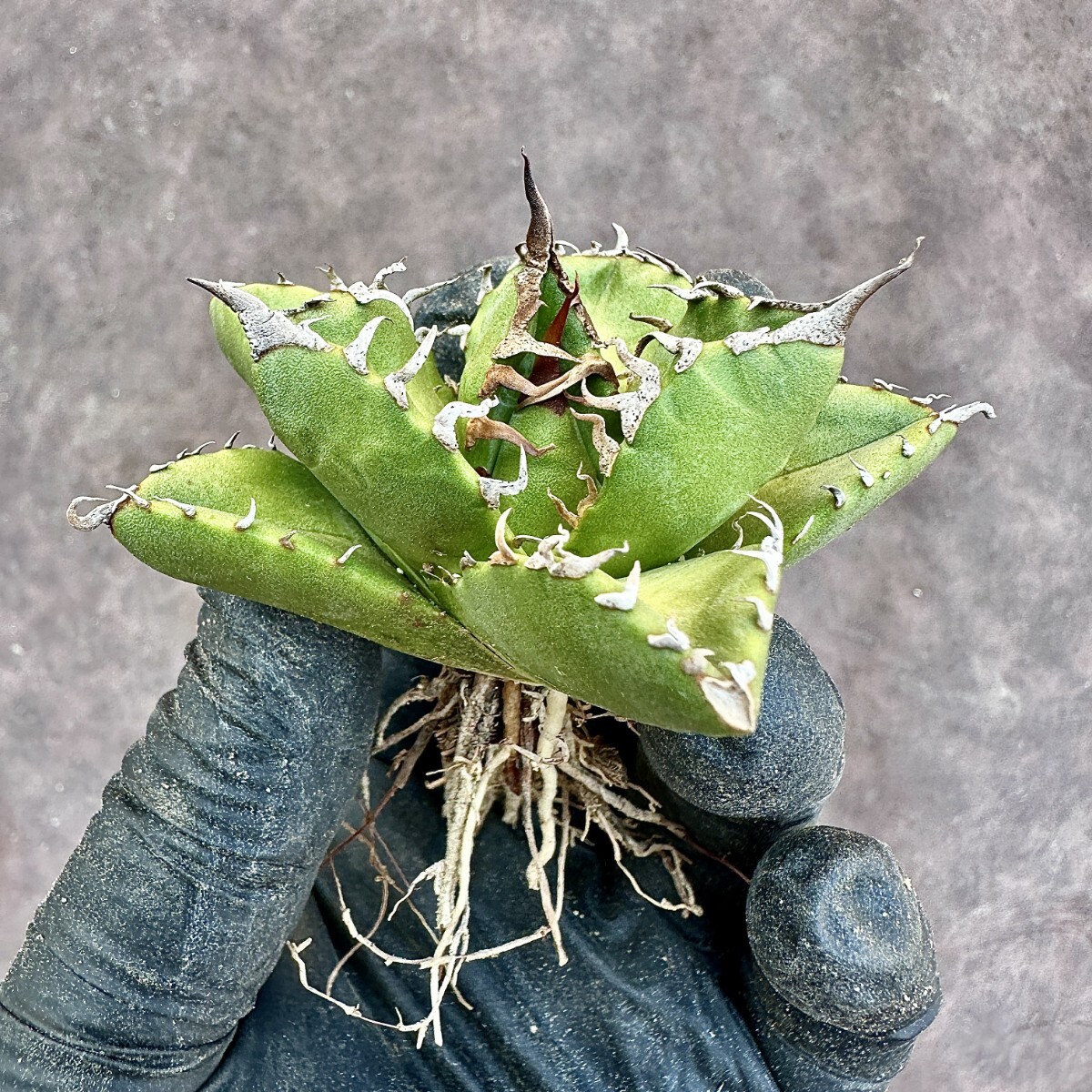 Yahoo!オークション - 【Lj_plants】Z844 アガベ チタノタ 魔丸 陽炎狂...