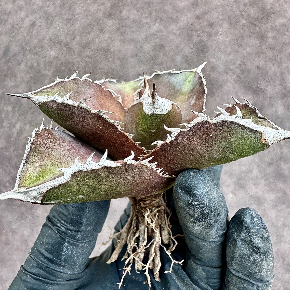 Yahoo!オークション - 【Lj_plants】Z888 アガベ チタノタ 緋紅牡丹 最...