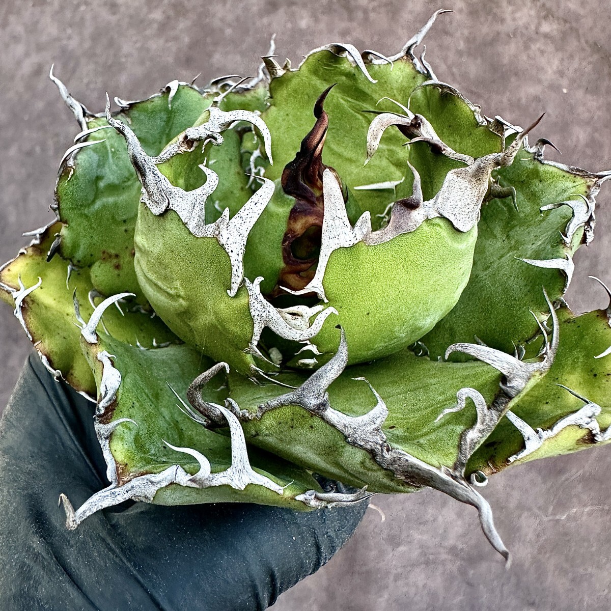 Yahoo!オークション - 【Lj_plants】Z959 アガベ チタノタ 白鯨 強棘 ...