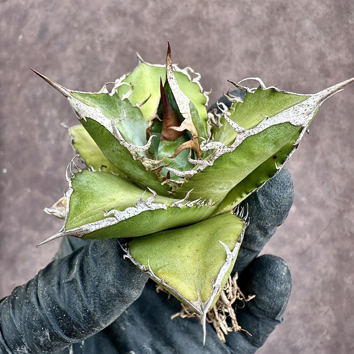 Yahoo!オークション - 【Lj_plants】Z19 アガベ チタノタ 種まき実生 ...