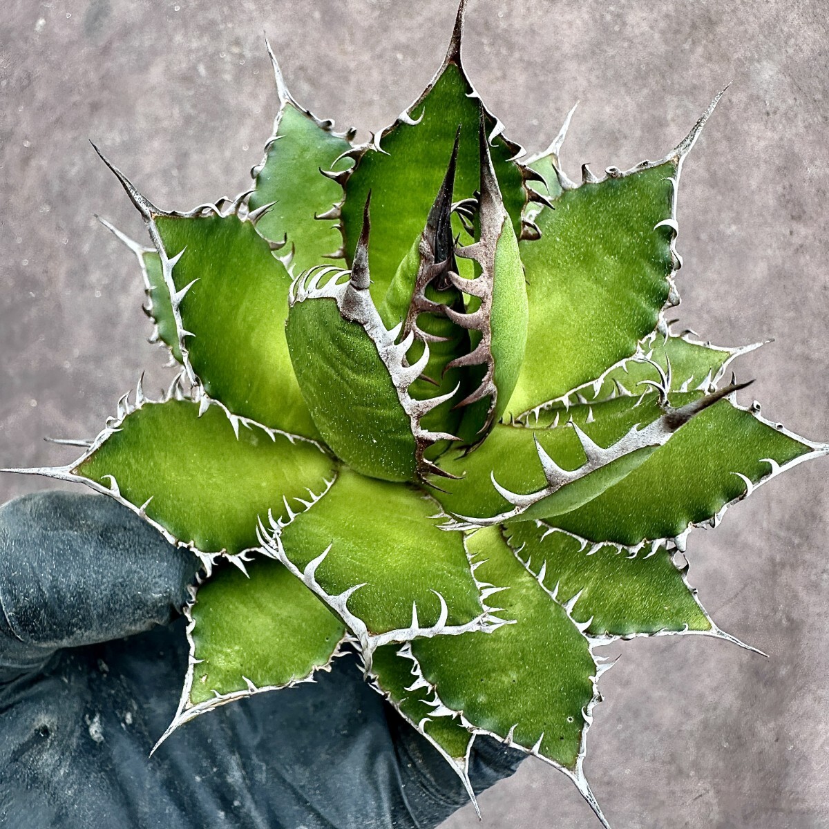 Yahoo!オークション - 【Lj_plants】Z25 特選 アガベ 多肉植物 ホリダ ...