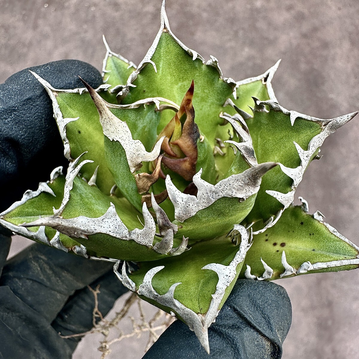 Yahoo!オークション - 【Lj_plants】Z35 アガベ チタノタ レッドキャッ...