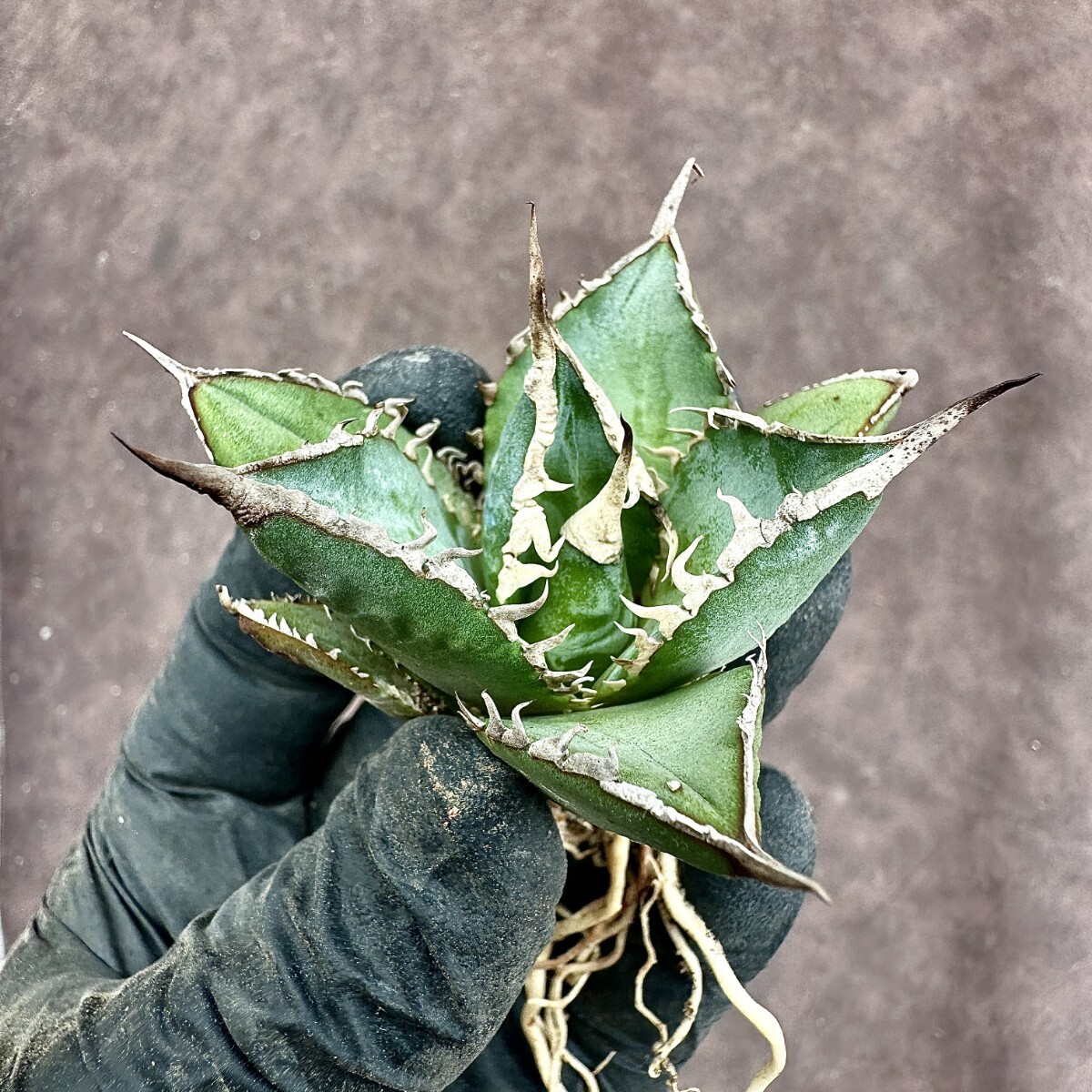 Yahoo!オークション - 【Lj_plants】Z47 アガベ チタノタ 海王 強棘 狂...