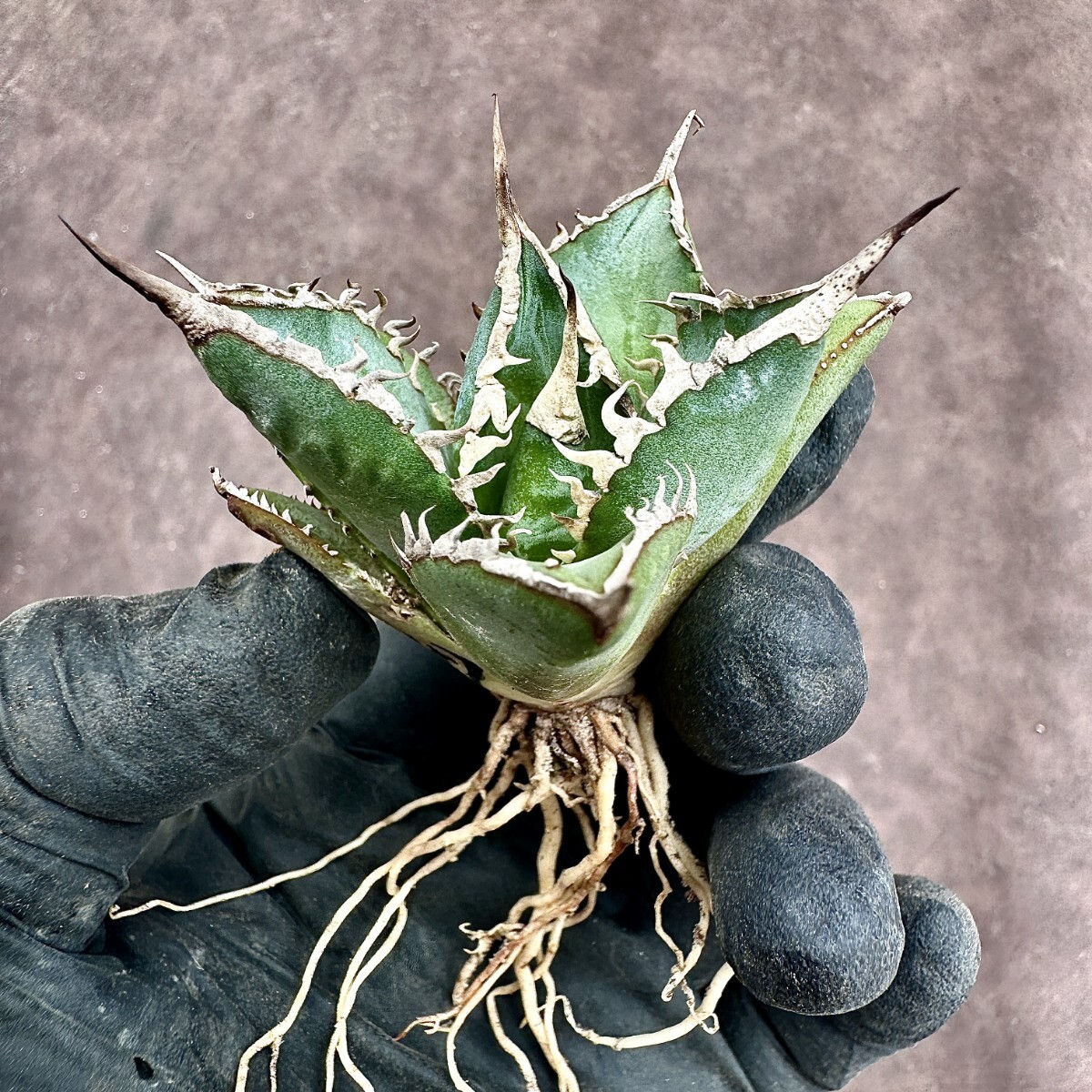 Yahoo!オークション - 【Lj_plants】Z47 アガベ チタノタ 海王 強棘 狂...