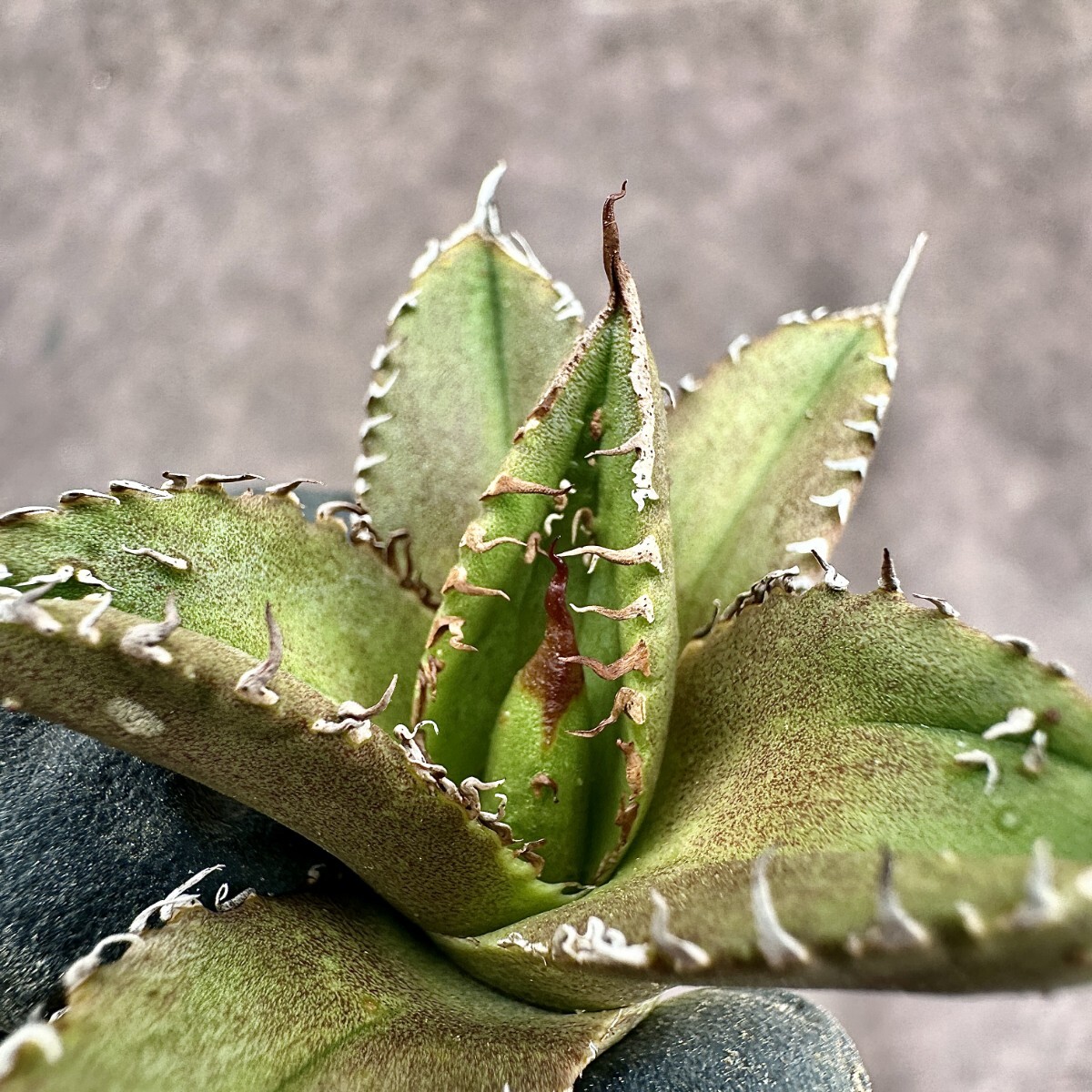 Yahoo!オークション - 【Lj_plants】 Z56 多肉植物 アガベ チタノタ豆...