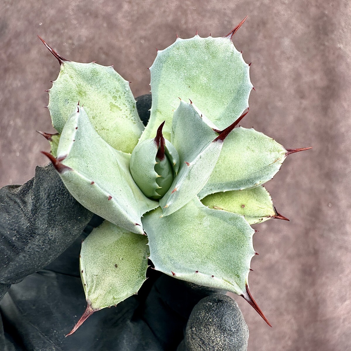 Yahoo!オークション - 【Lj_plants】Z65 多肉植物 アガベ 藍天使浅中斑...