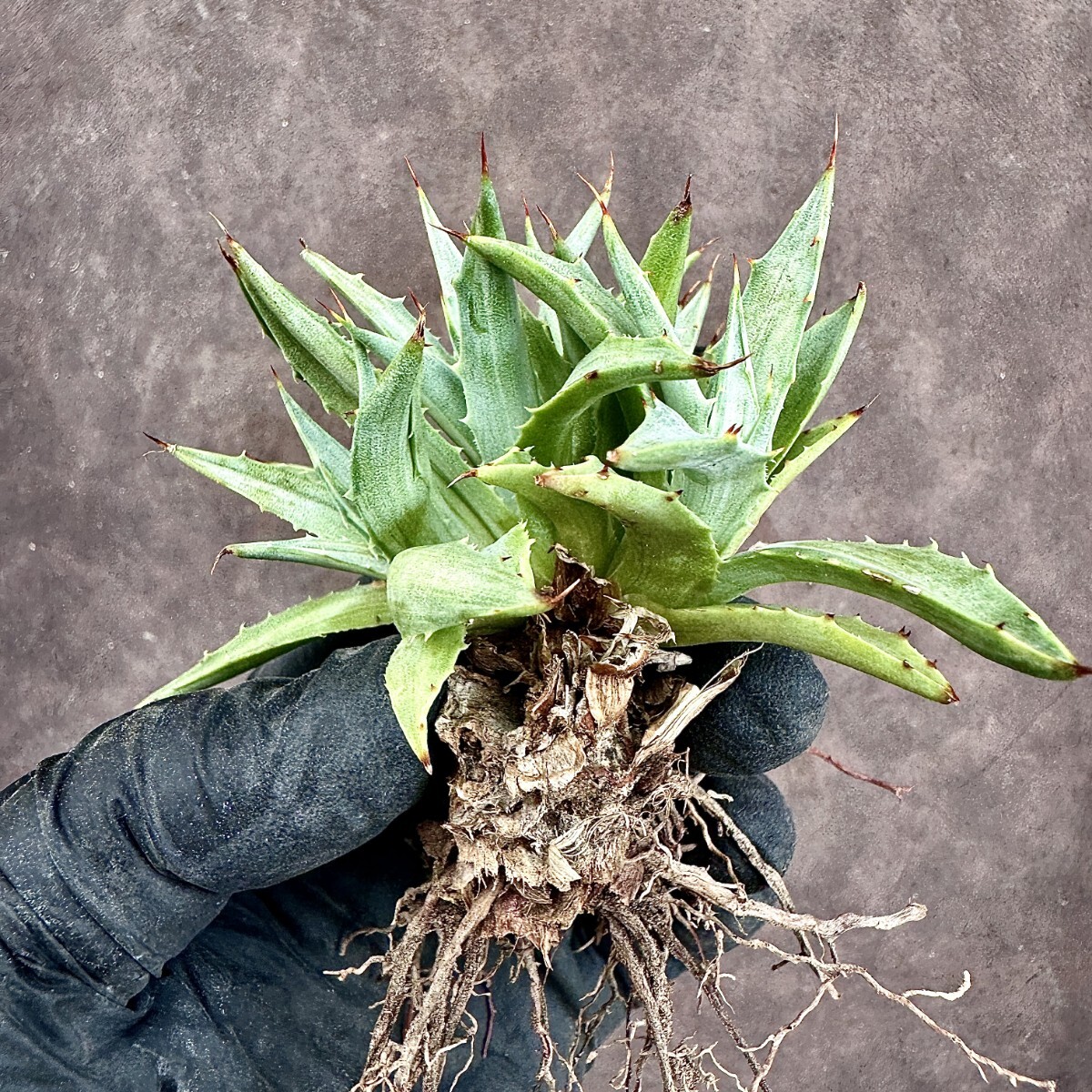 Yahoo!オークション - 【Lj_plants】Z67 アガベ スノ-デビル 極上斑 Ag...