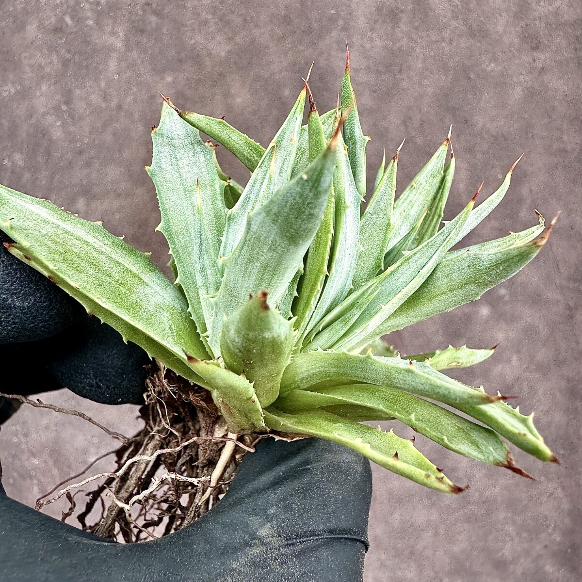 Yahoo!オークション - 【Lj_plants】Z67 アガベ スノ-デビル 極上斑 Ag...