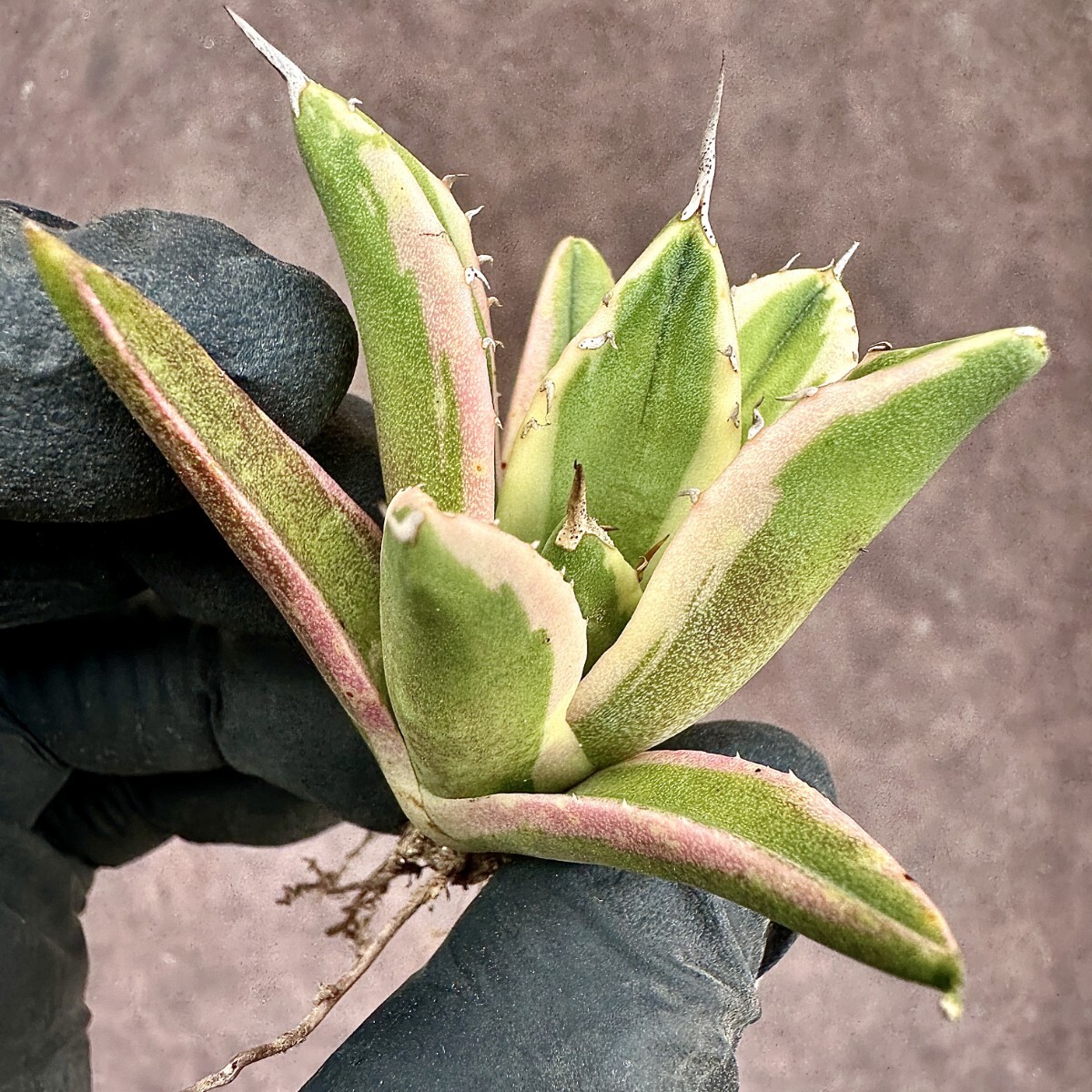 Yahoo!オークション - 【Lj_plants】Z74 アガベ チタノタ スナグルトゥ...