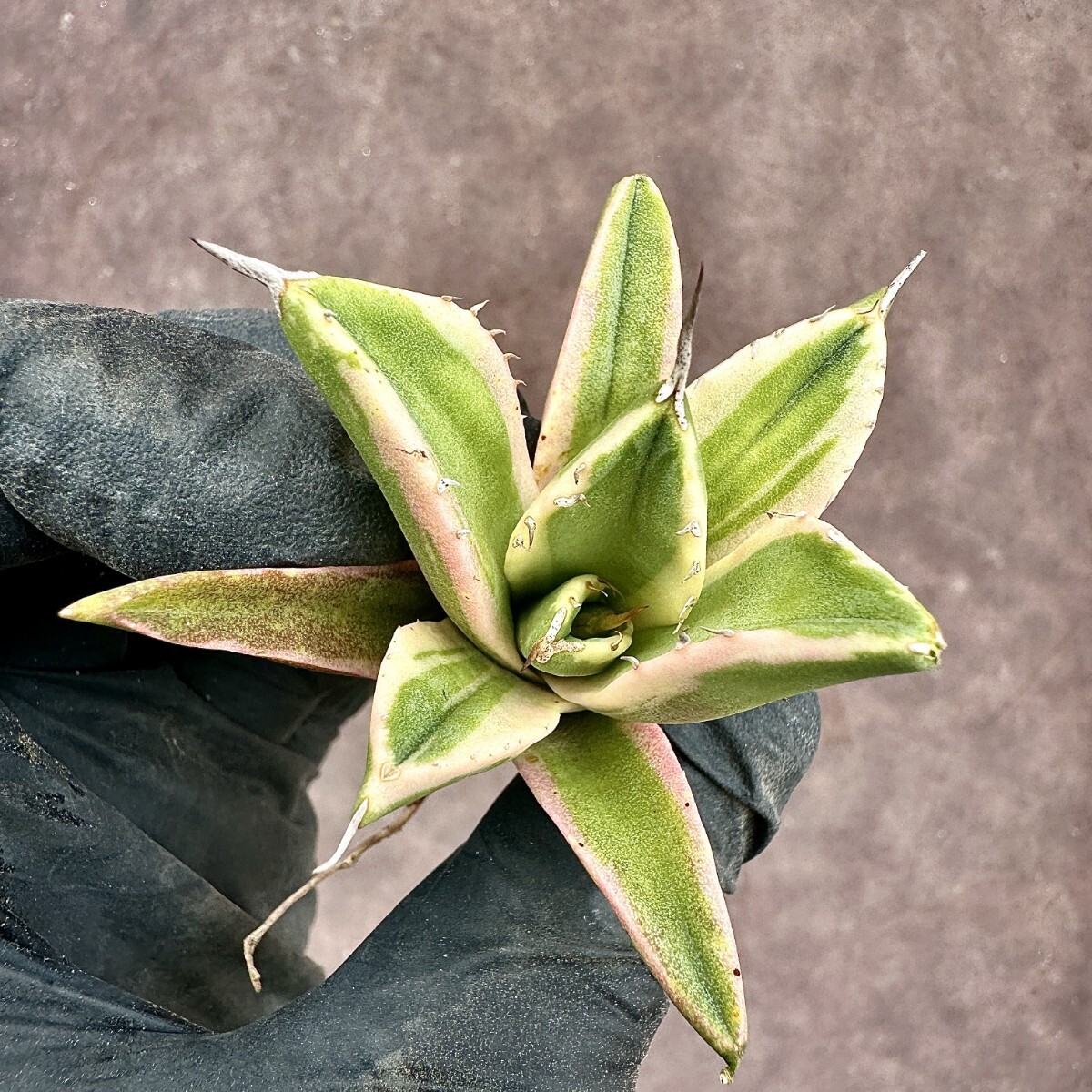 Yahoo!オークション - 【Lj_plants】Z74 アガベ チタノタ スナグルトゥ...