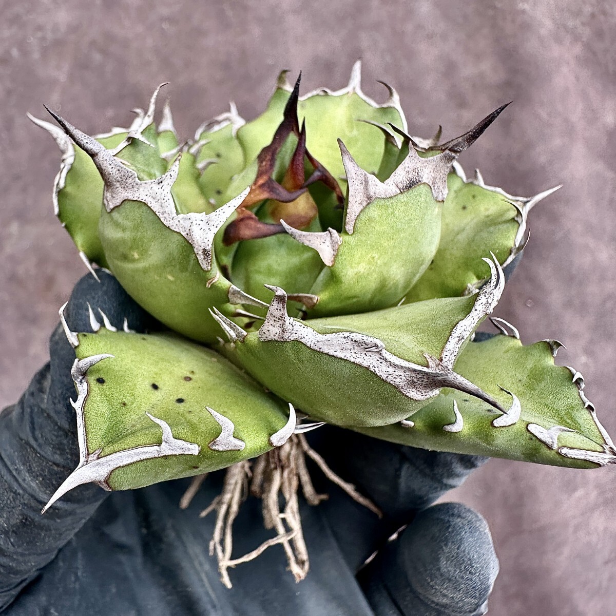 Yahoo!オークション - 【Lj_plants】Z85 アガベ チタノタ 姫厳竜 肉厚 ...