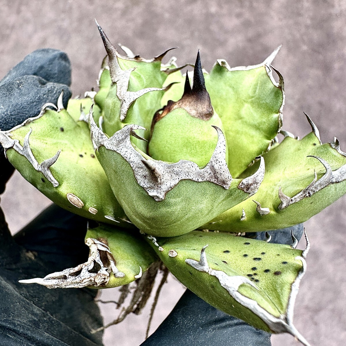 Yahoo!オークション - 【Lj_plants】Z162 アガベ チタノタ 姫厳竜 肉厚...