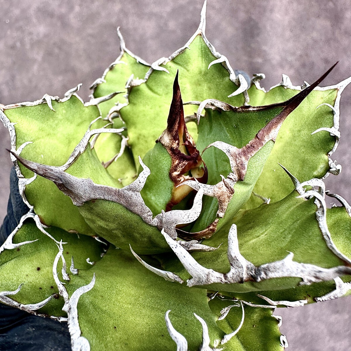 Yahoo!オークション - 【Lj_plants】Z172 アガベ チタノタ シーザー su...