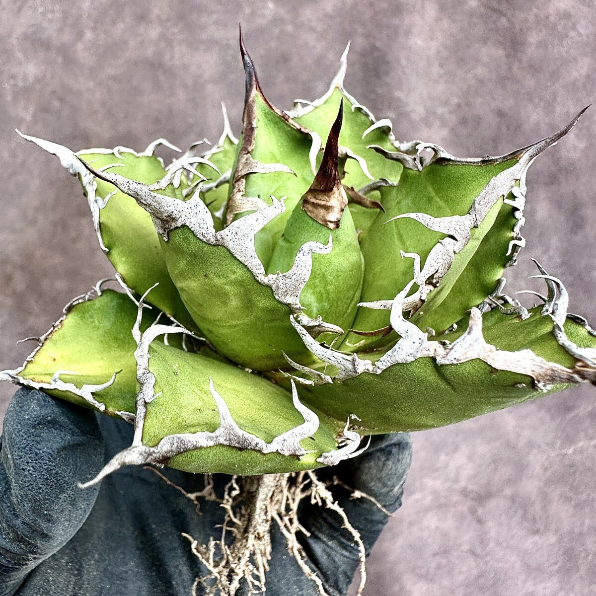 Yahoo!オークション - 【Lj_plants】Z172 アガベ チタノタ シーザー su...