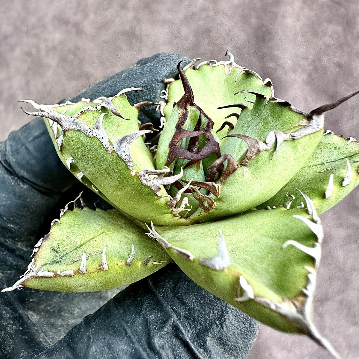 Yahoo!オークション - 【Lj_plants】Z191 アガベ チタノタ 黑鯨 陽炎狂...