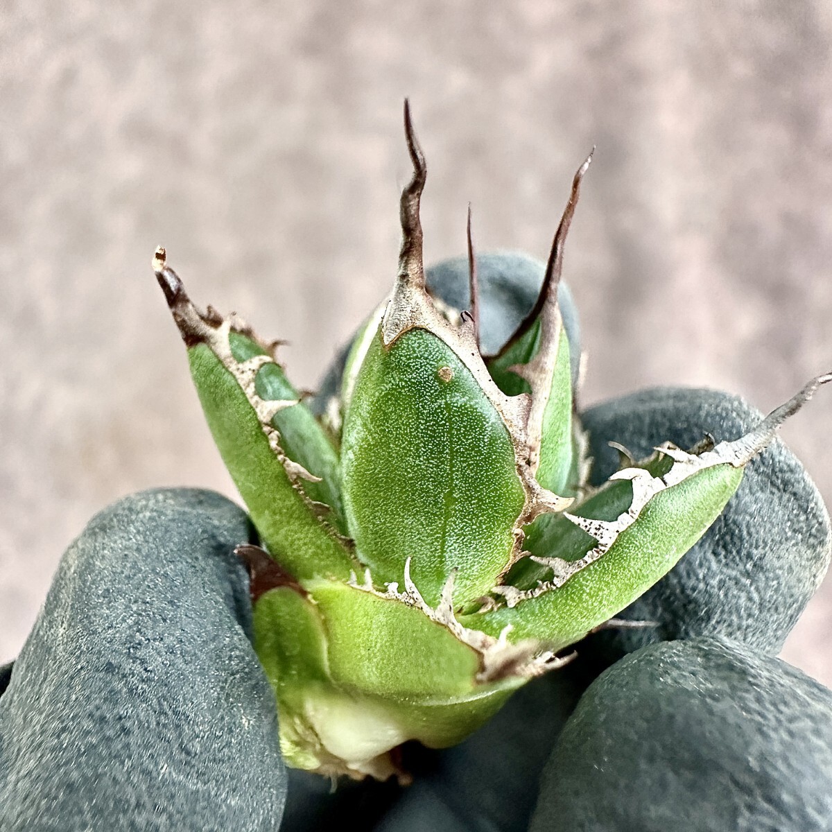 Yahoo!オークション - 【Lj_plants】Z229 特選 アガベ 多肉植物 ホリダ...