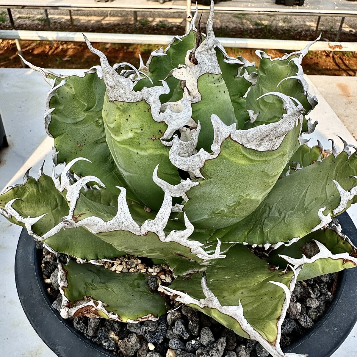 Yahoo!オークション - 【Lj_plants】Z359 アガベ チタノタ 狂刺夕映 狂...