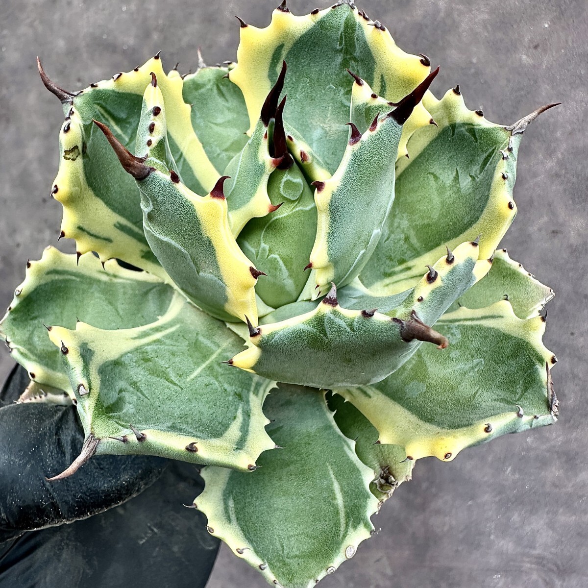 Yahoo!オークション - 【Lj_plants】Z381 多肉植物アガベ 雷帝甲蟹錦 ...